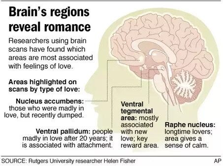 The Neuroscience of Human Relationships | by McKenzie Eckert | Medium
