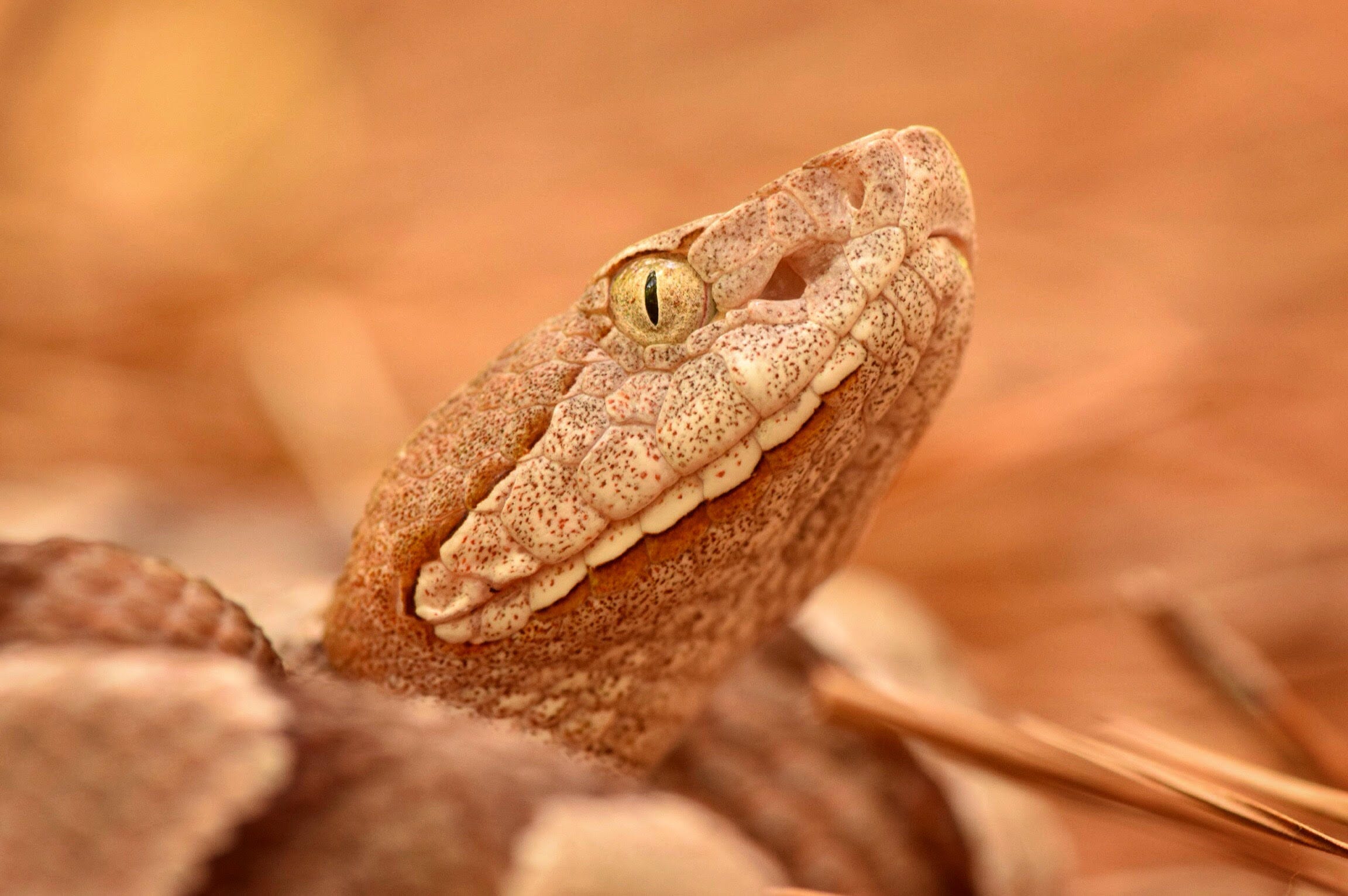 How NOT to Identify a Venomous Snake | by Micha Petty | The Natural ...