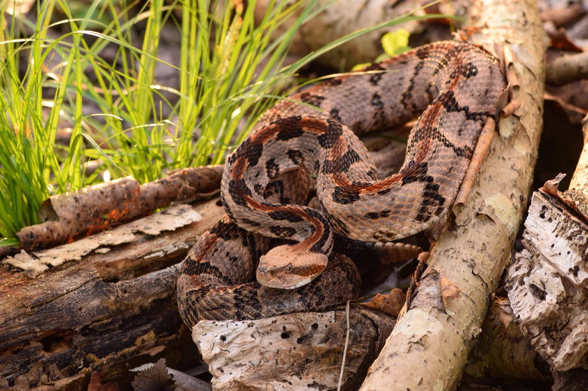 How NOT to Identify a Venomous Snake | by Micha Petty | The Natural ...