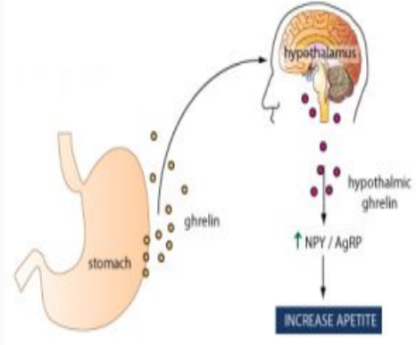 Ghrelin and Obesity — A story of Moderation and the Mediterranean Diet ...