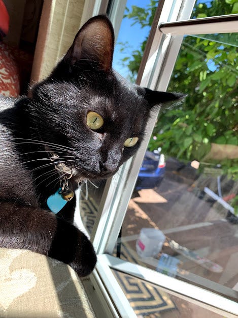 Is Declawing Your Cat Inhumane?. I'm going to tell you my opinion… | by ...