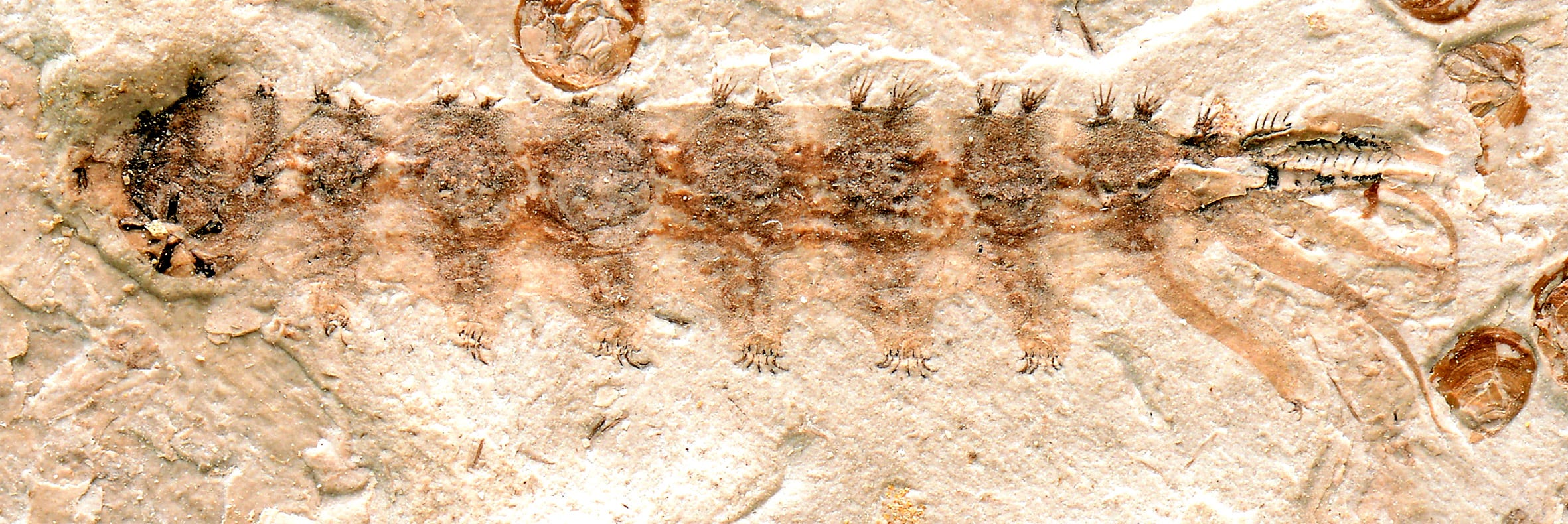 Bizarre larva fossils unearthed in China | by eLife | Life on Earth ...