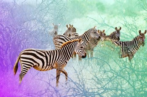How did the Zebra get its Stripes? | by Sharon Sheehan | Medium