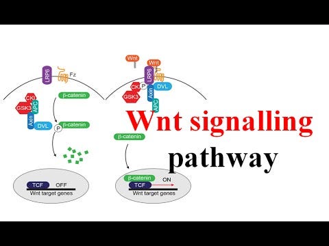 Wnt Signaling Pathway Inhibitors Pipeline analysis | by Manish Baghel ...