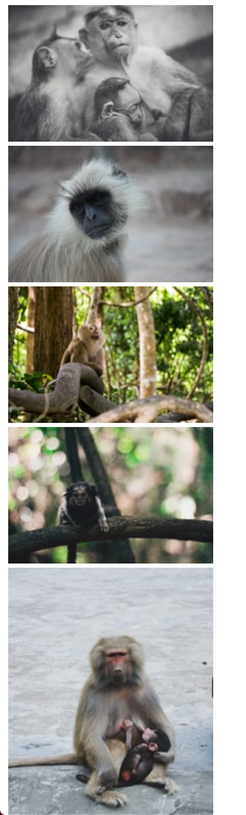 JavaScript Fetch API. Fetching images from Unsplash using… | by Jesus ...