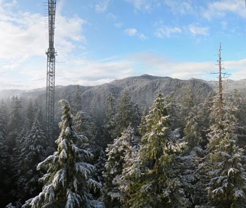 Forest canopies: A scientific frontier in the treetops | by Global ...