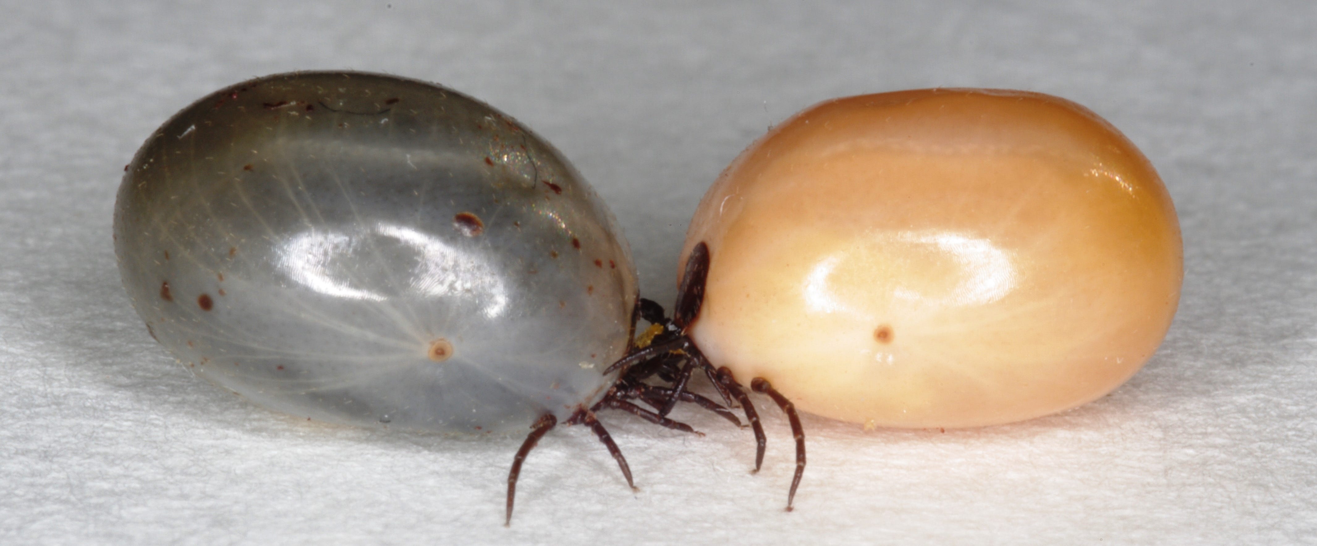 Ironing out how ticks use haemoglobin | by eLife | Life on Earth | Medium