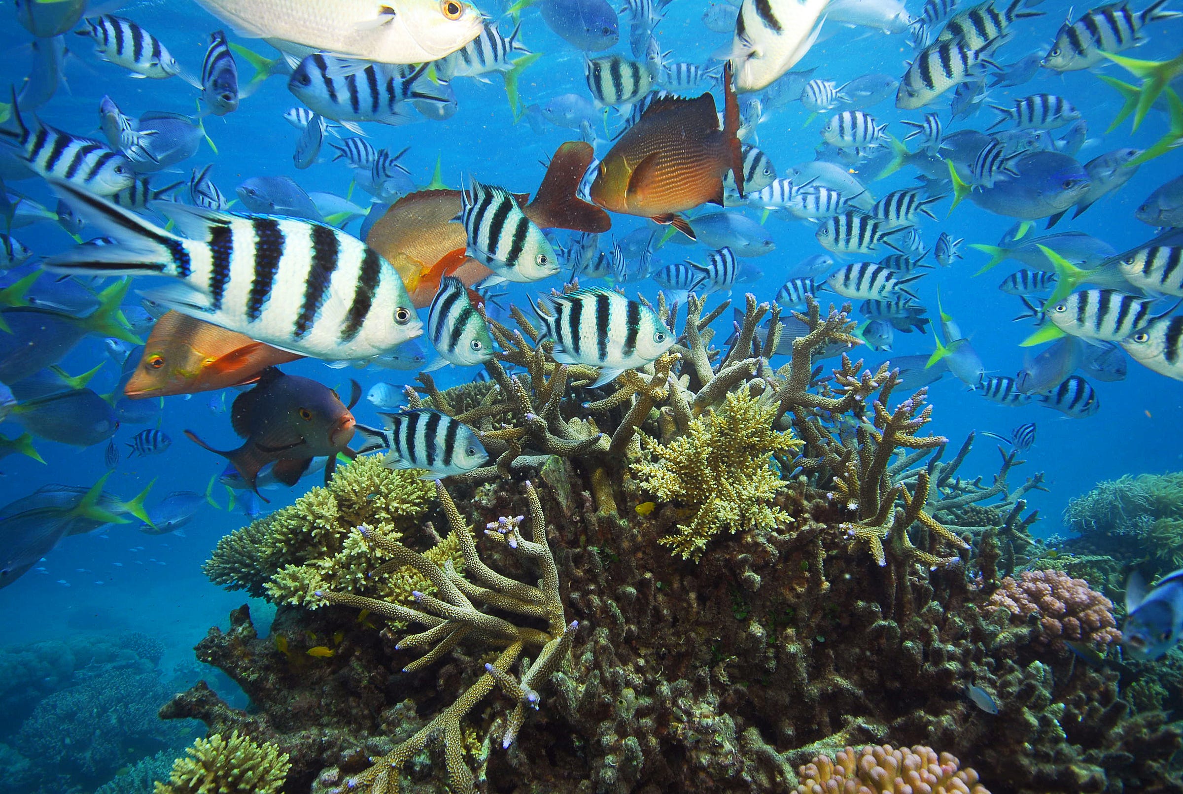Happy biodiversity day, planet Earth - WWF International - Medium