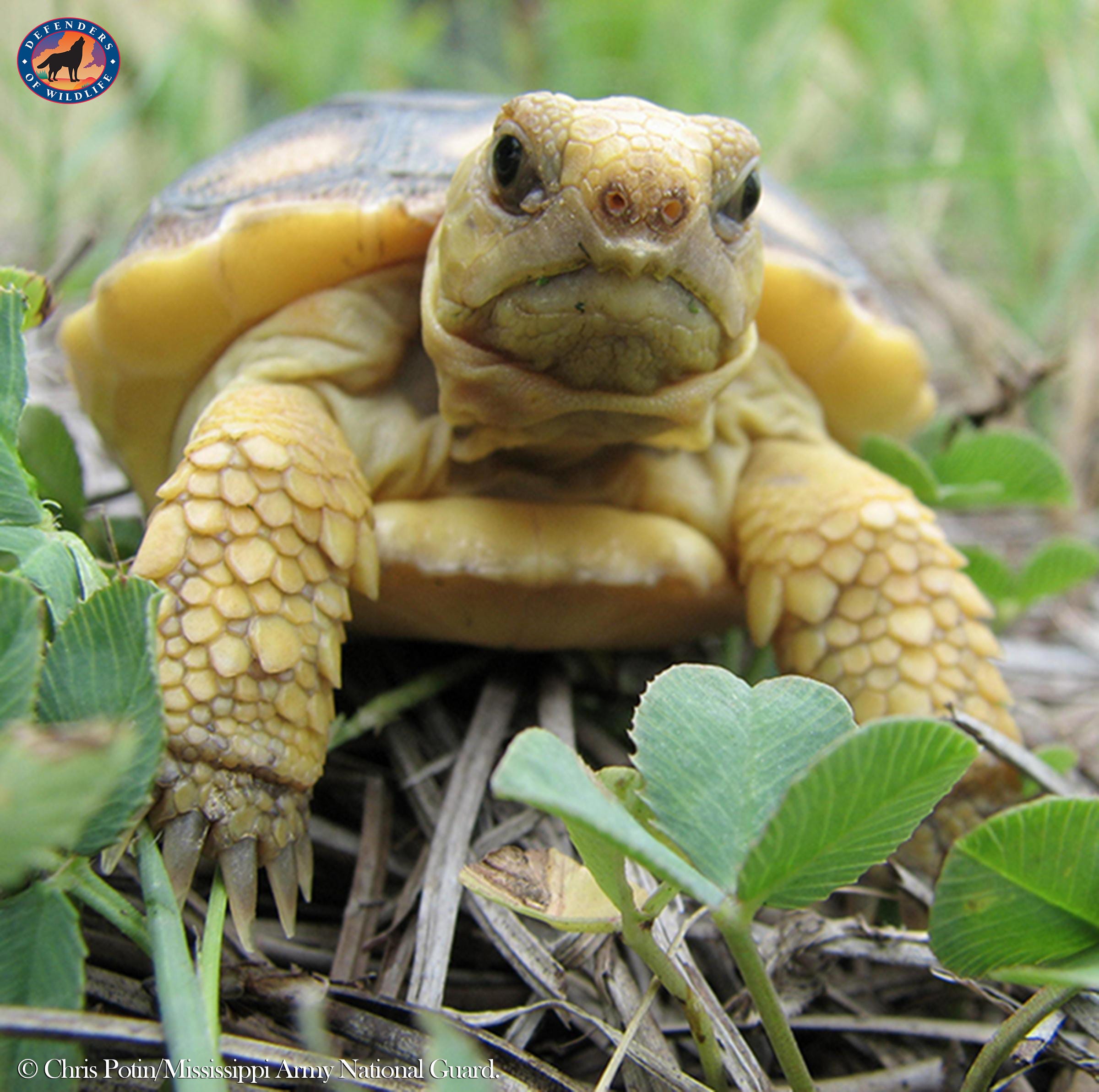 Happy Gopher Tortoise Day. Today, April 10th, is Gopher Tortoise… | by Defenders of Wildlife ...