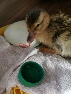 What the duck to do in isolation? | by Em Eakers | Medium