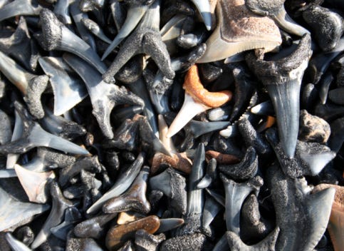 What do Shark Teeth Hunting and Jigsaw Puzzles have in Common? | by ...