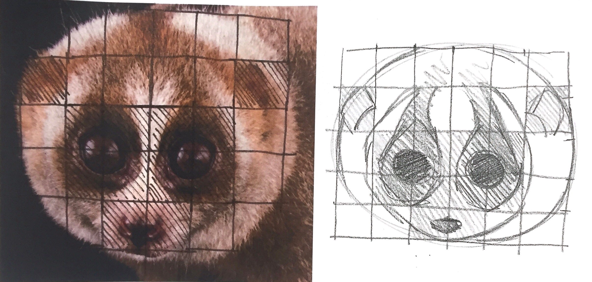 Animal Forms. 2/19/21: Initial research | by Catherine Liu | Medium
