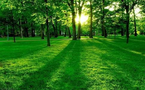 GREENERY IN KERALA. In Kerala Green colour has dominated… | by Akash ...