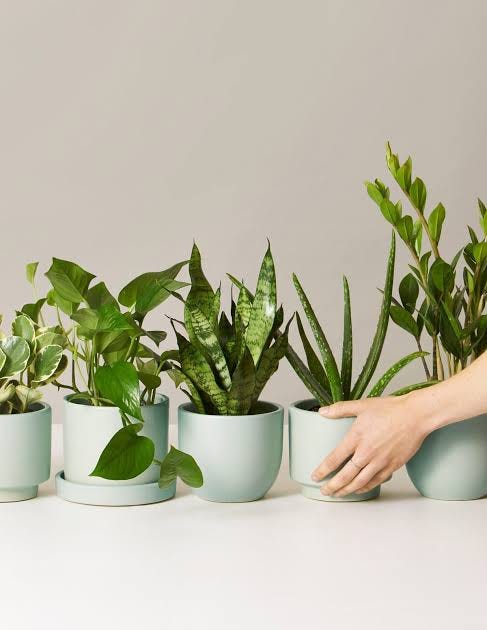 Tips for Your Potted Plants to Enjoy Summer | by Gregory Bergman | Medium