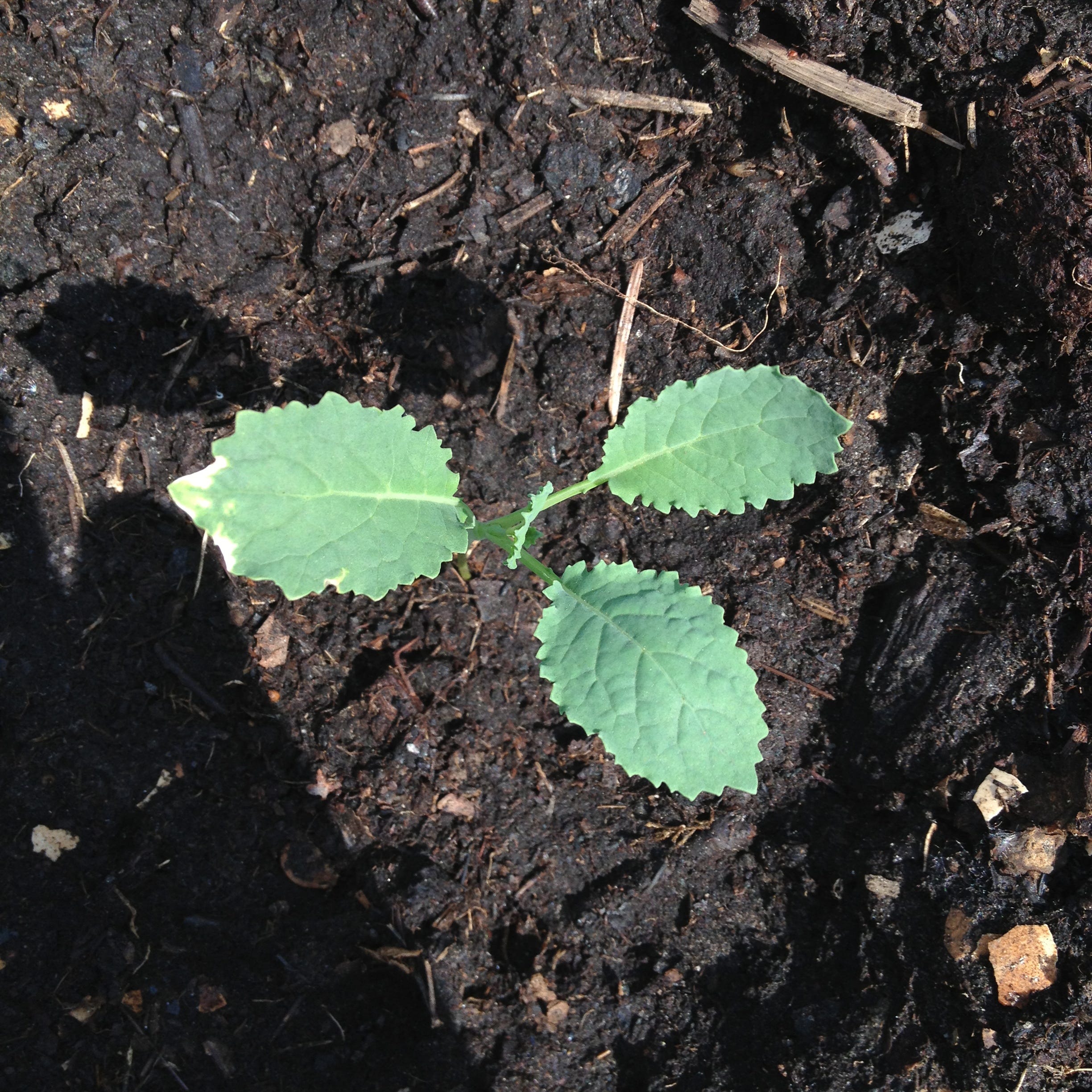 Kale Kāposts - Melnzemes darbi - Medium
