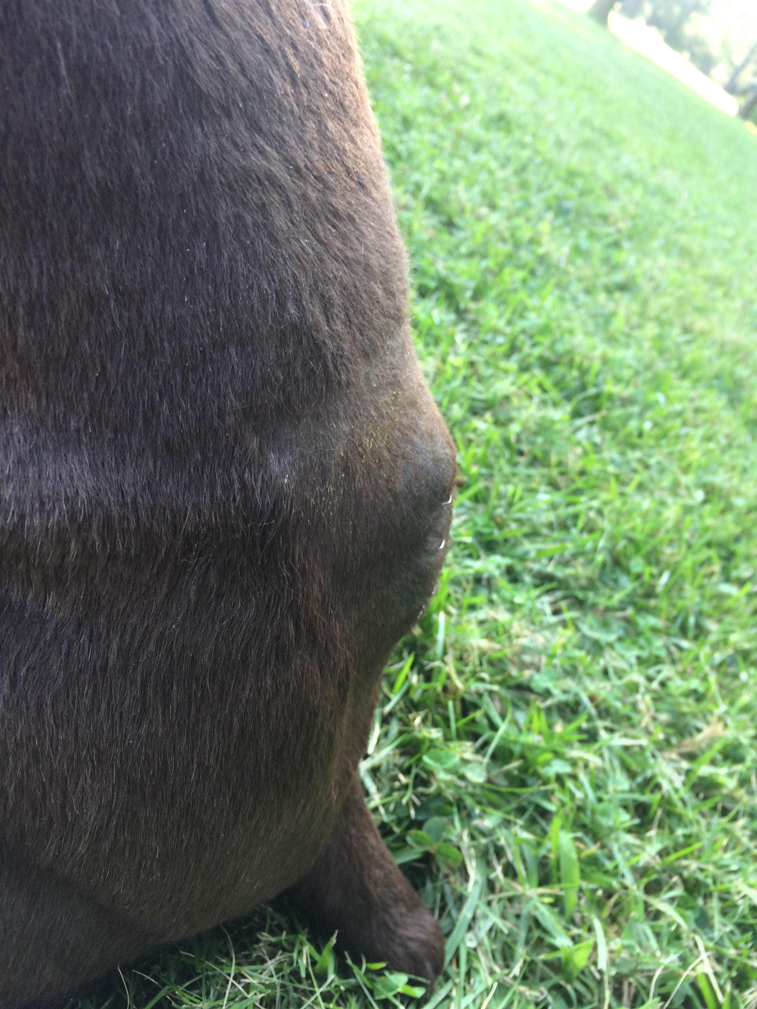 A Dog Named Noodle: A Story of Recognizing, Diagnosing, and Treating ...