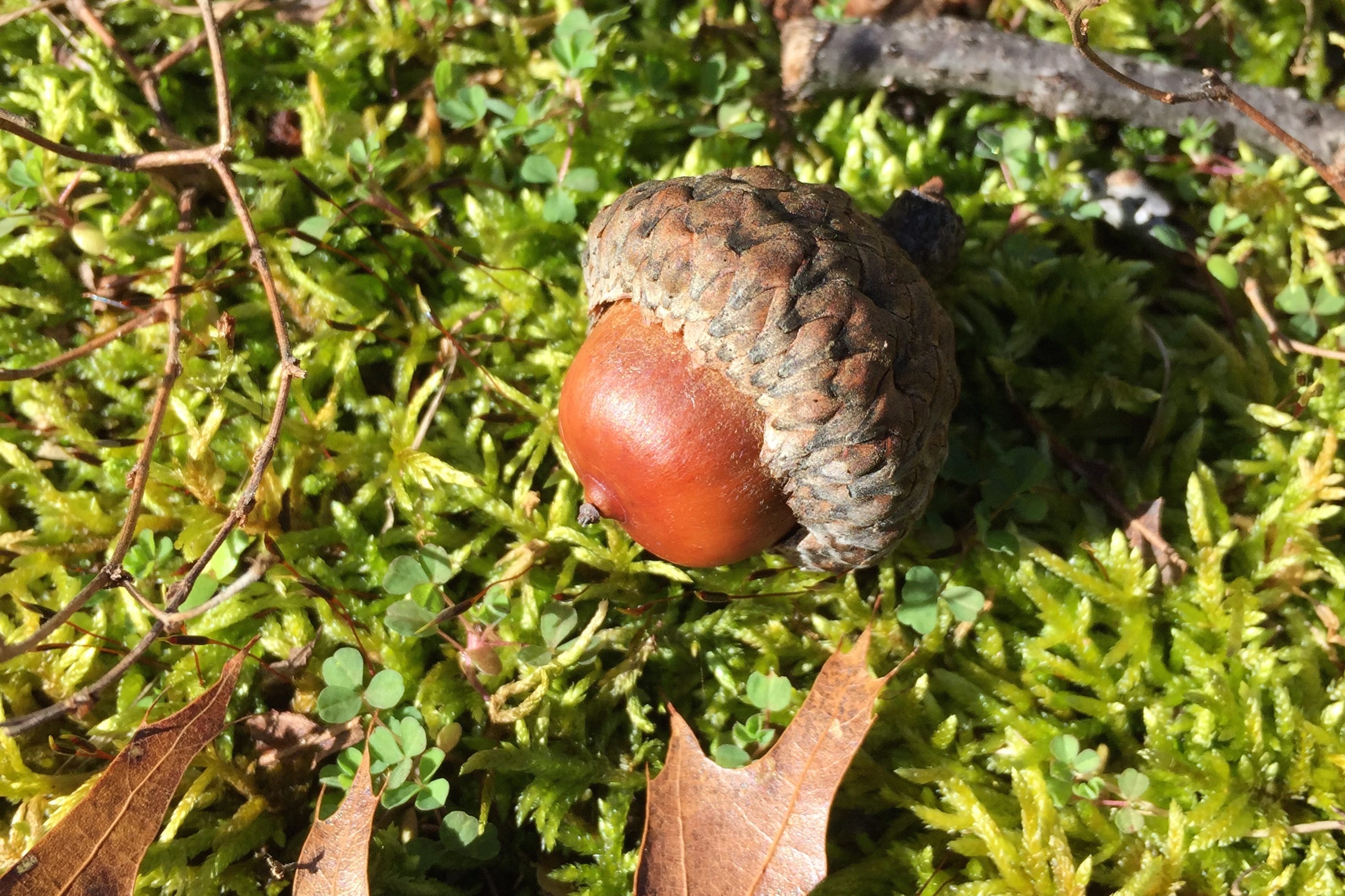 An acorn on the ground. This morning I noticed this perfect… | by ...