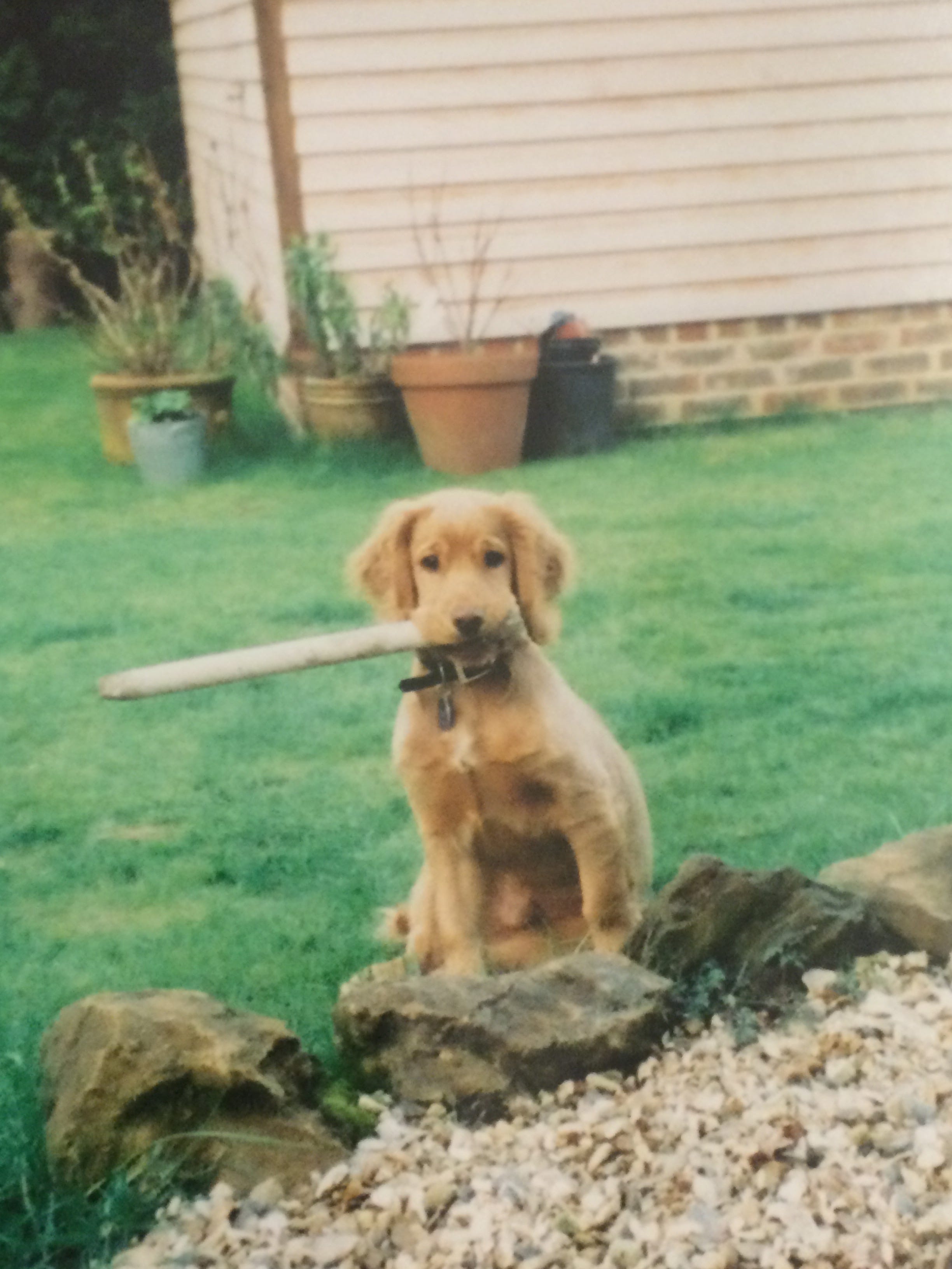 Dog & I: Debbie & Rollo. Life can be stressful. Whether it’s a… | by ...