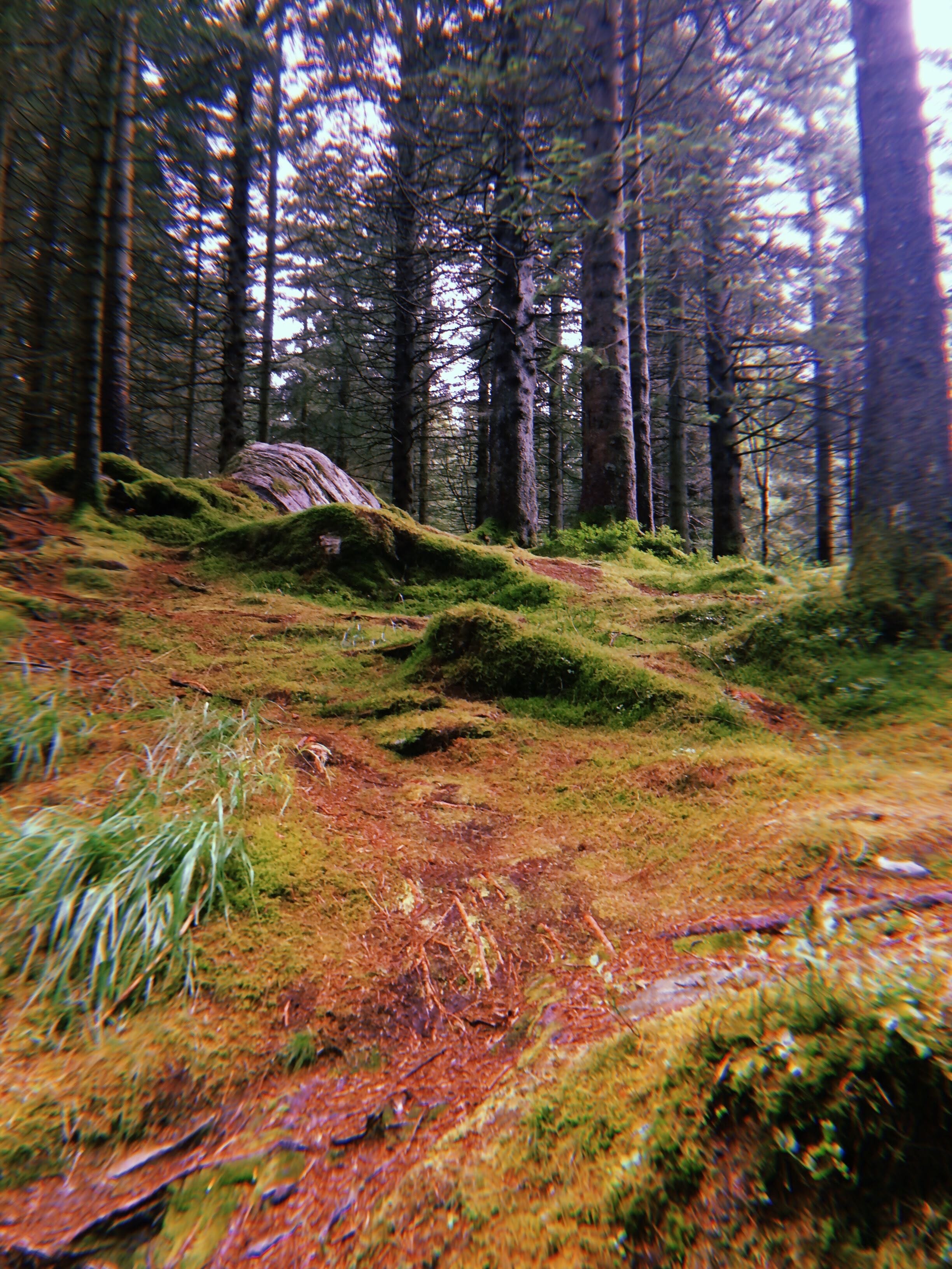 Bergen, Norway: Mountains, Forest, Sea | by Kayla Vokolek | World ...