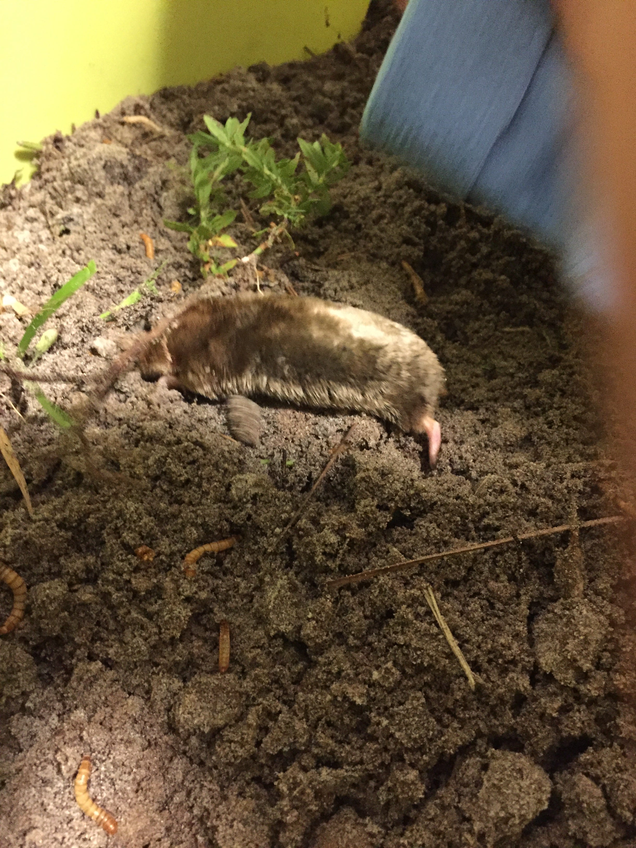 Real estate agent rescues mole from swimming pool | by Conservancy of ...