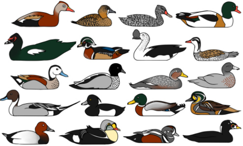 Duck typing? (TypeScript). While exploring the job market for… | by ...