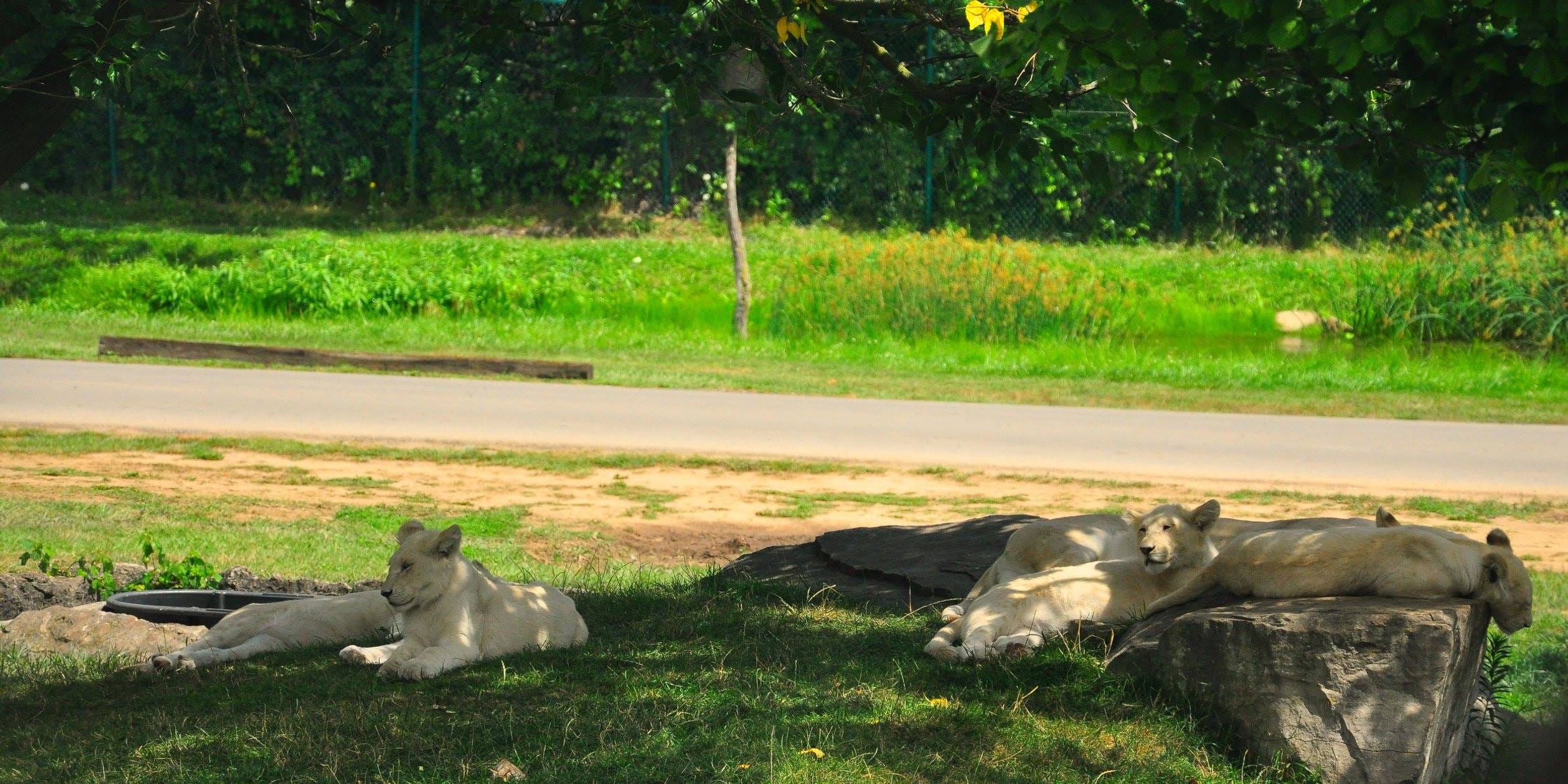 African Lion Safari Park Snapshots Taken On A Past Summer Day | by ...