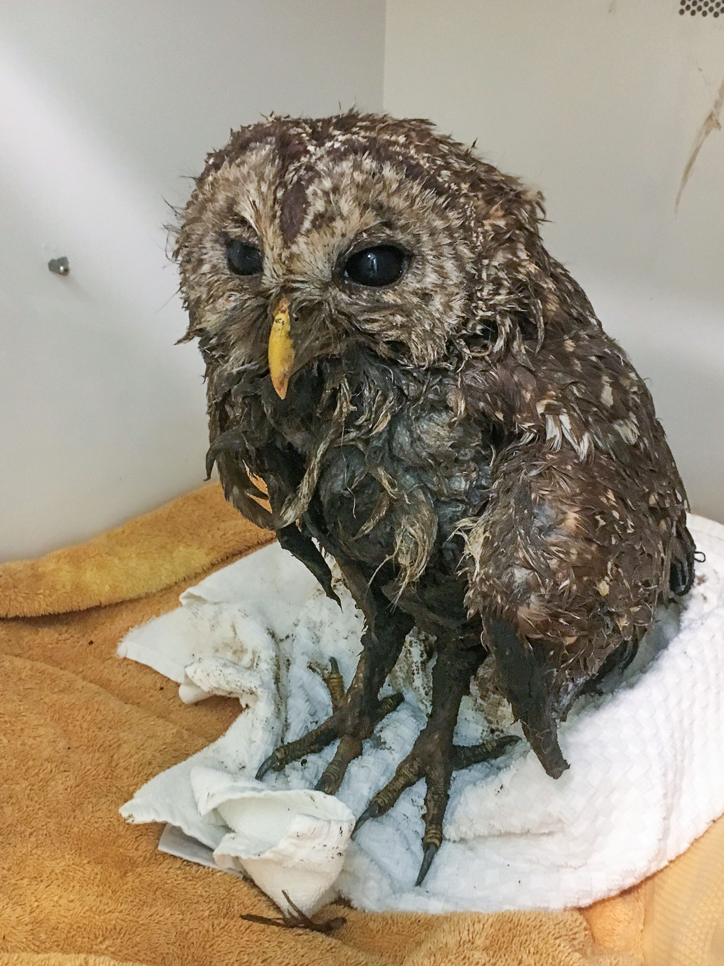 Owl rescued from muddy ditch. By Joanna Fitzgerald | Director of the ...