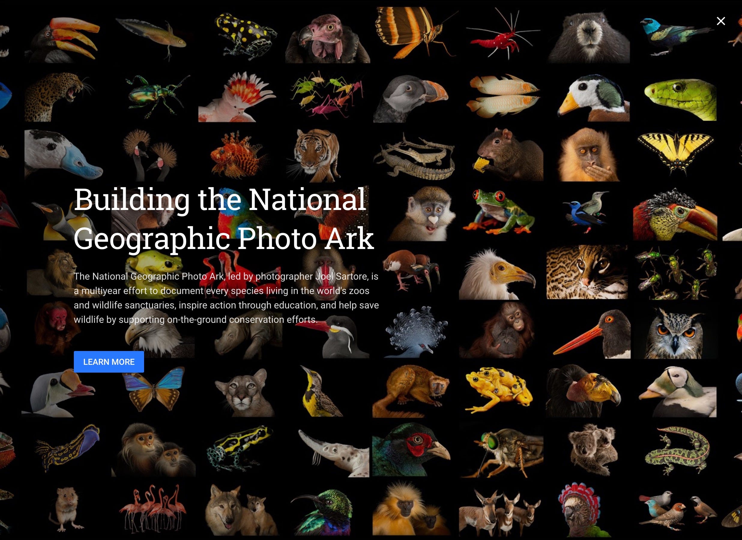 Owls and Tigers and Turtles, Oh My! Celebrating World Wildlife Day in ...