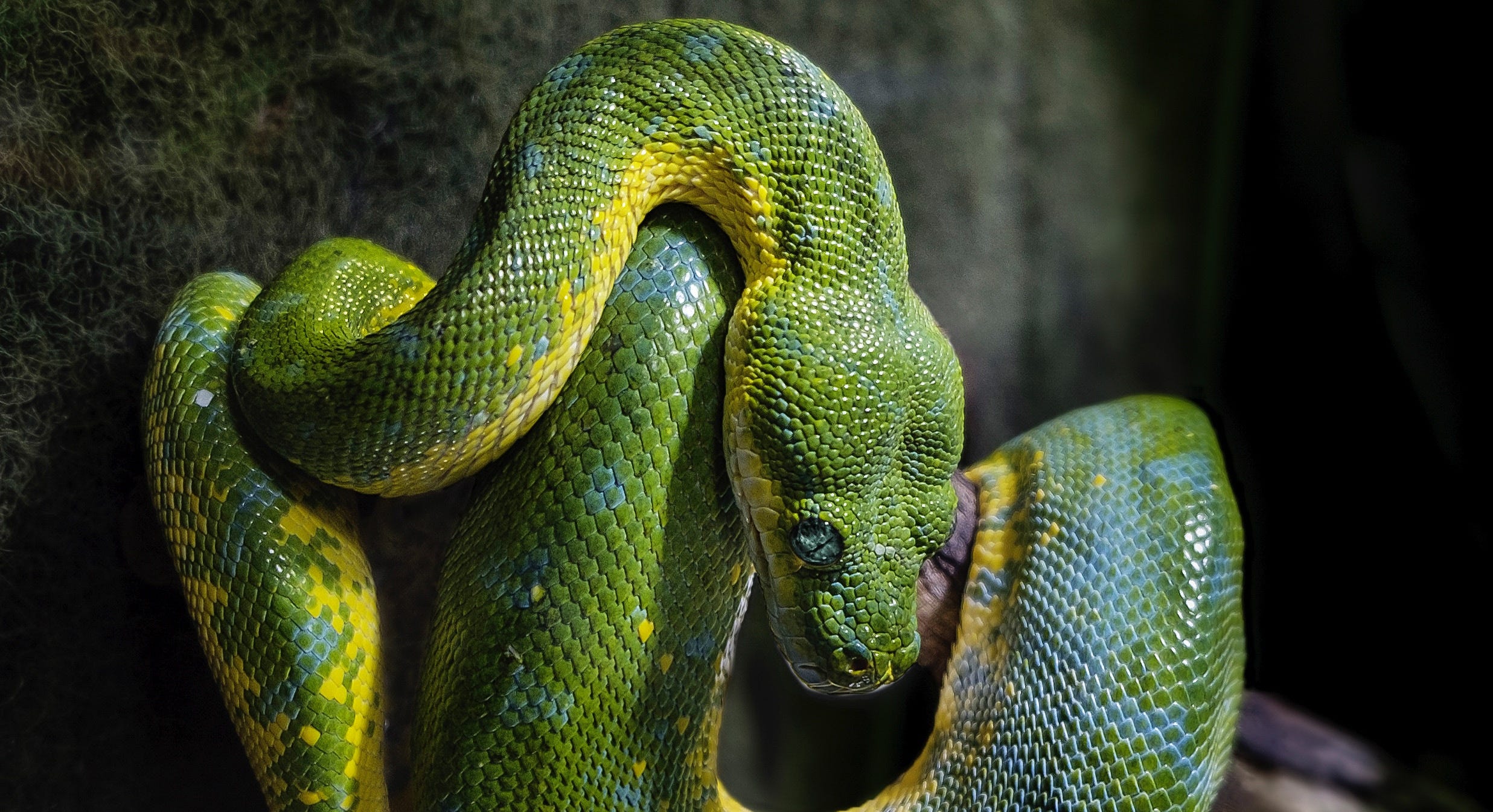 All the things I hate about Python - Nathan Murthy - Medium