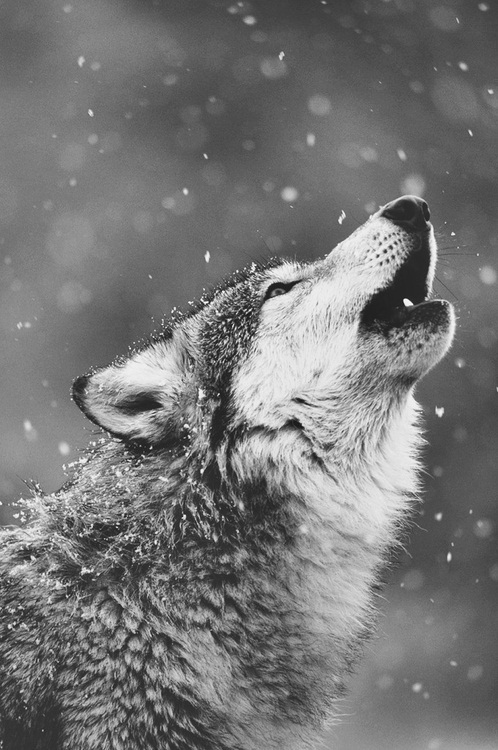 The wolf Without a Pack. Juliet in the play Romeo and Juliet… | by Anna ...
