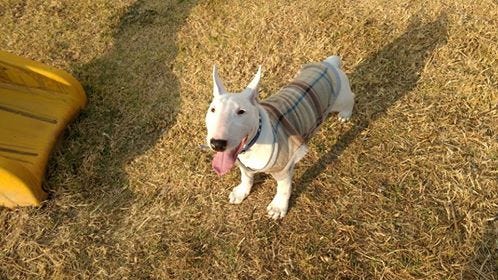 ¿Quieres ser el perro del mes de septiembre? ¡Te estamos buscando! | by ...