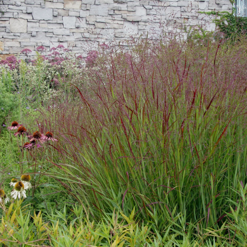 Shenandoah Switch Grass. Panicum virgatum | by Sterling Beacham ...