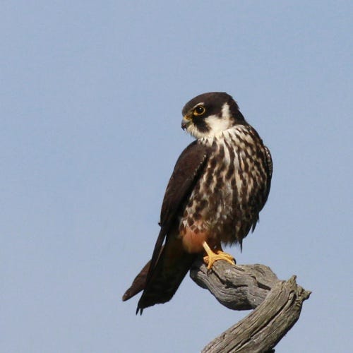 ==TOP 5 FASTEST BIRDS IN THE WORLD | by Wasi Abbas | Medium