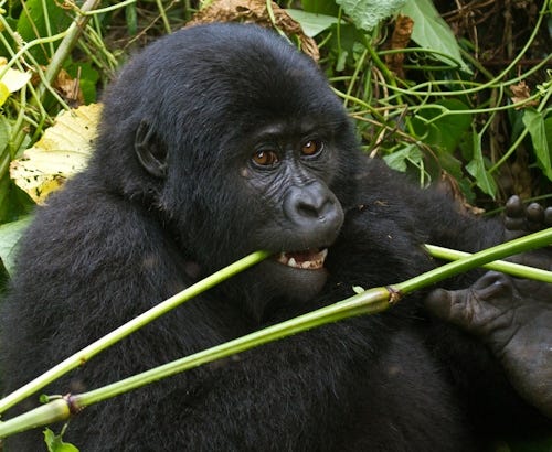 Going Gorilla Trekking in Uganda? Here’s a guide for you | by Jerry ...