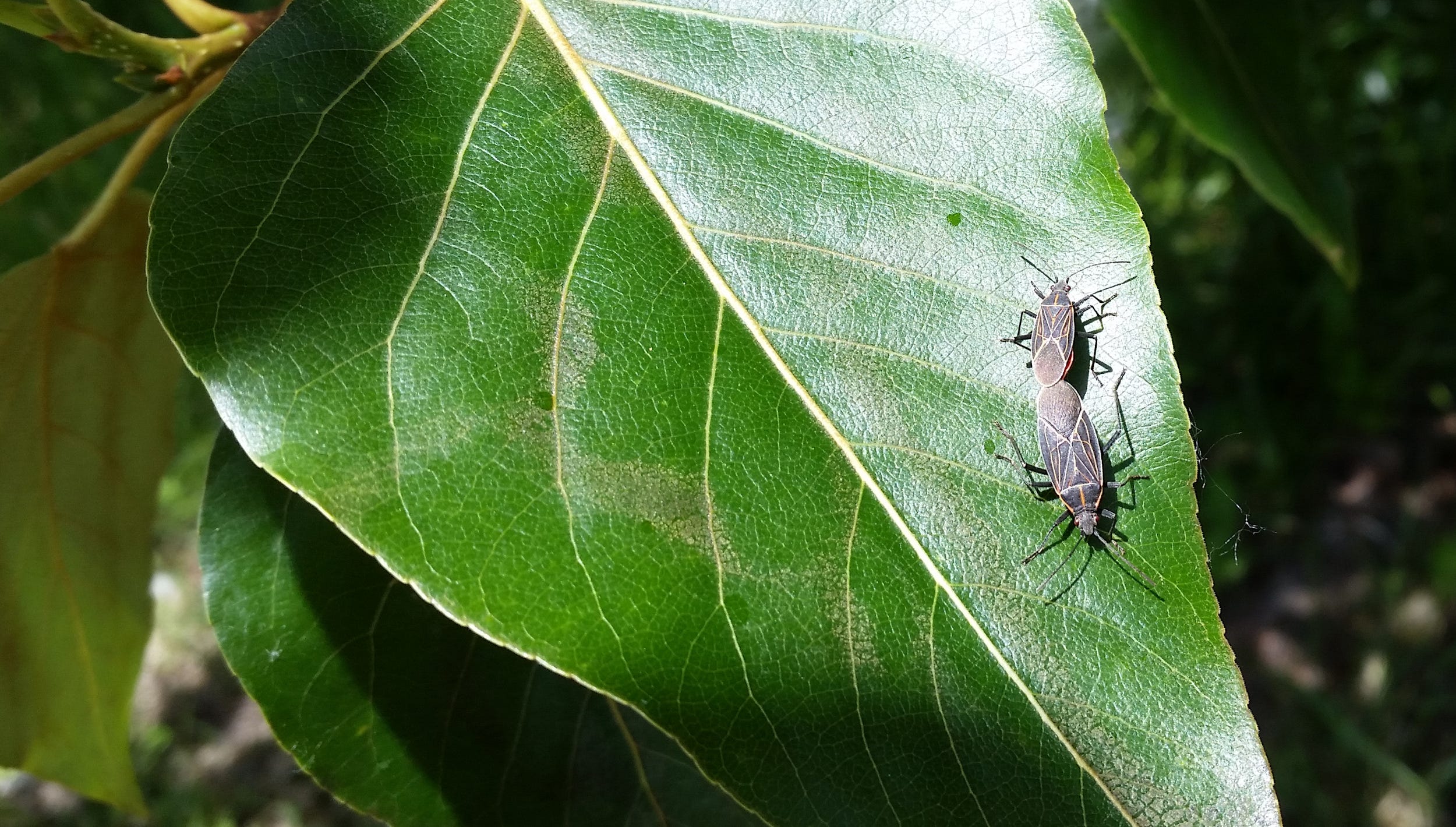 The Life Cycle Of A Squash Bug Mating By Instinct By Molly Skeen The Tripple Effect Medium
