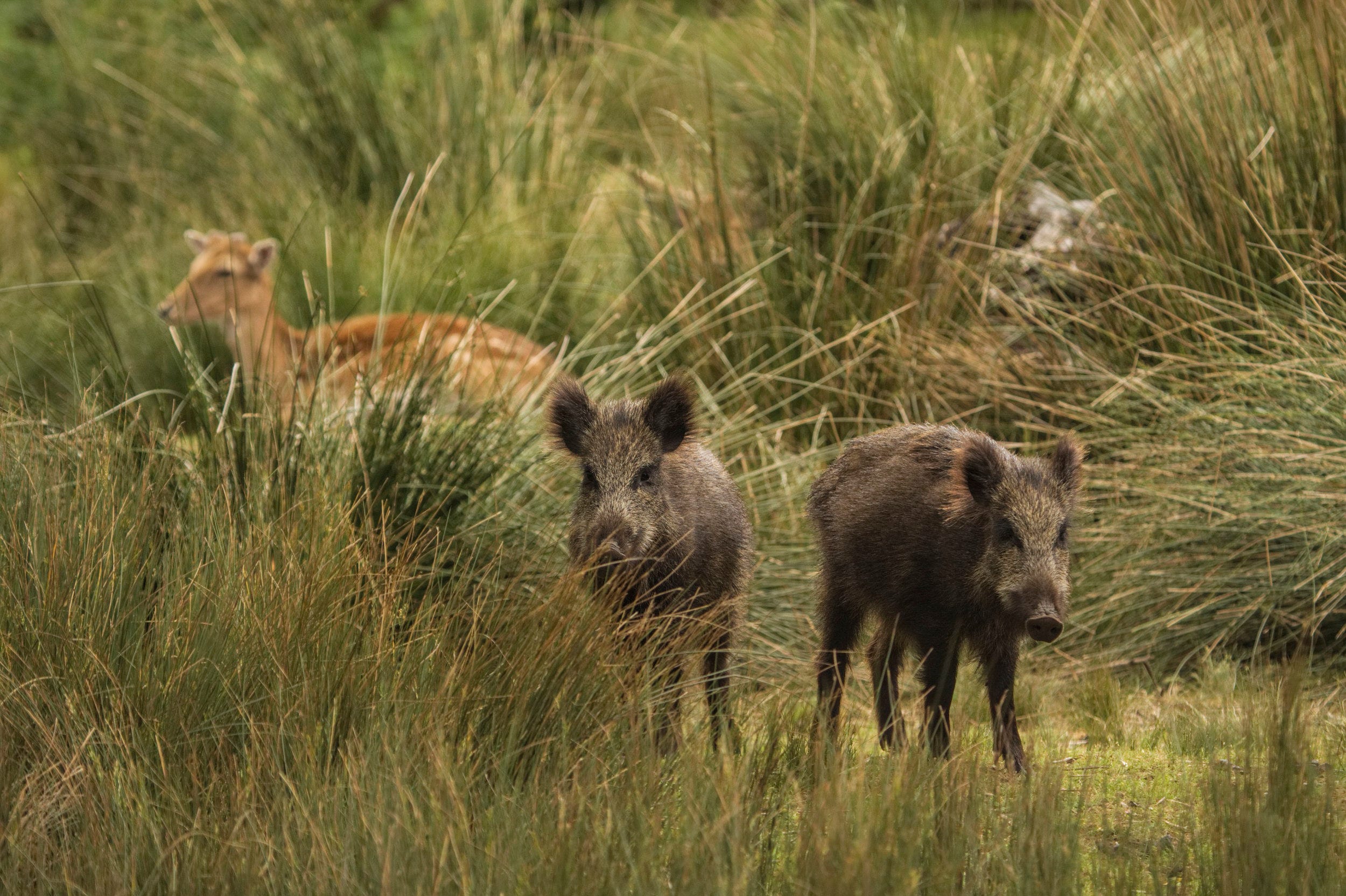 Photographing wild boar squeakers | by Jose Antunes | Photography and ...