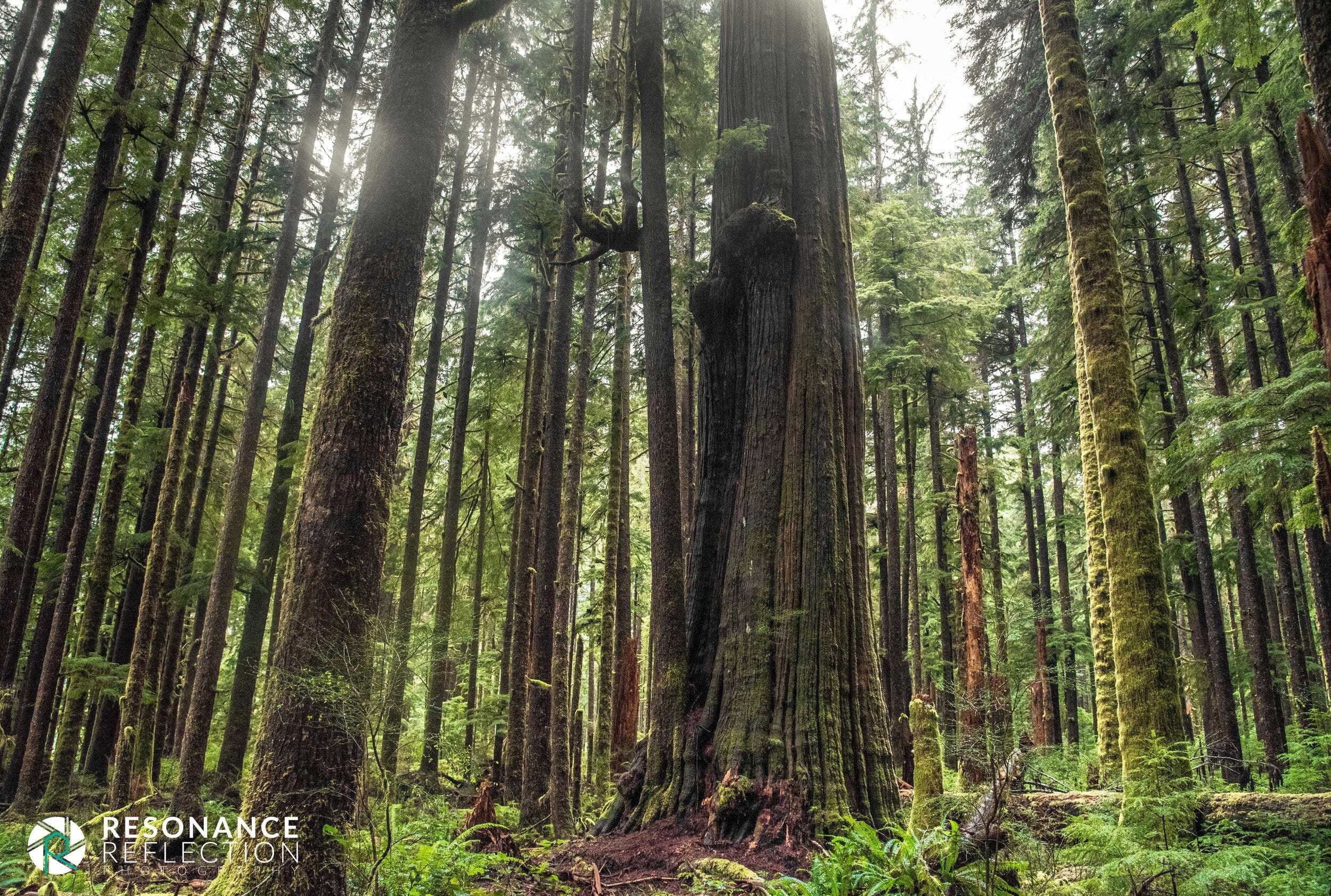 The Old-Growth Forests Of Vancouver Island. | by Marcel Comeau | Medium