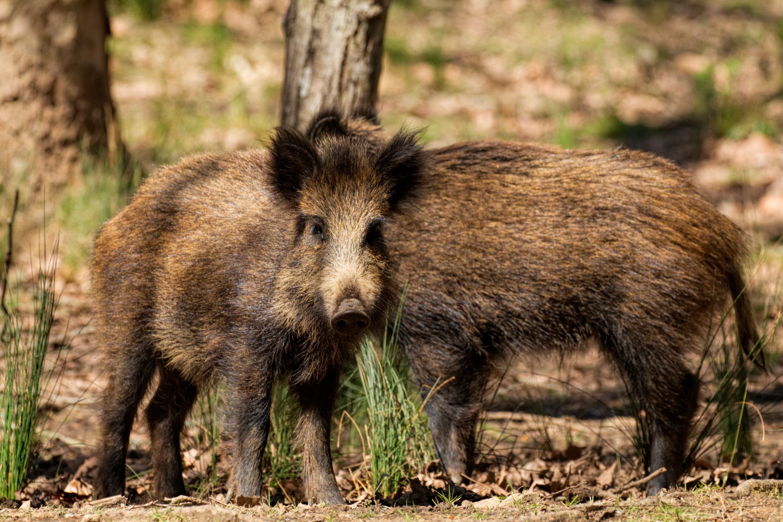 Photographing wild boar squeakers | by Jose Antunes | Photography and ...