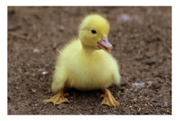 Why you should care about Angular Elements | by Christoph Stein ...