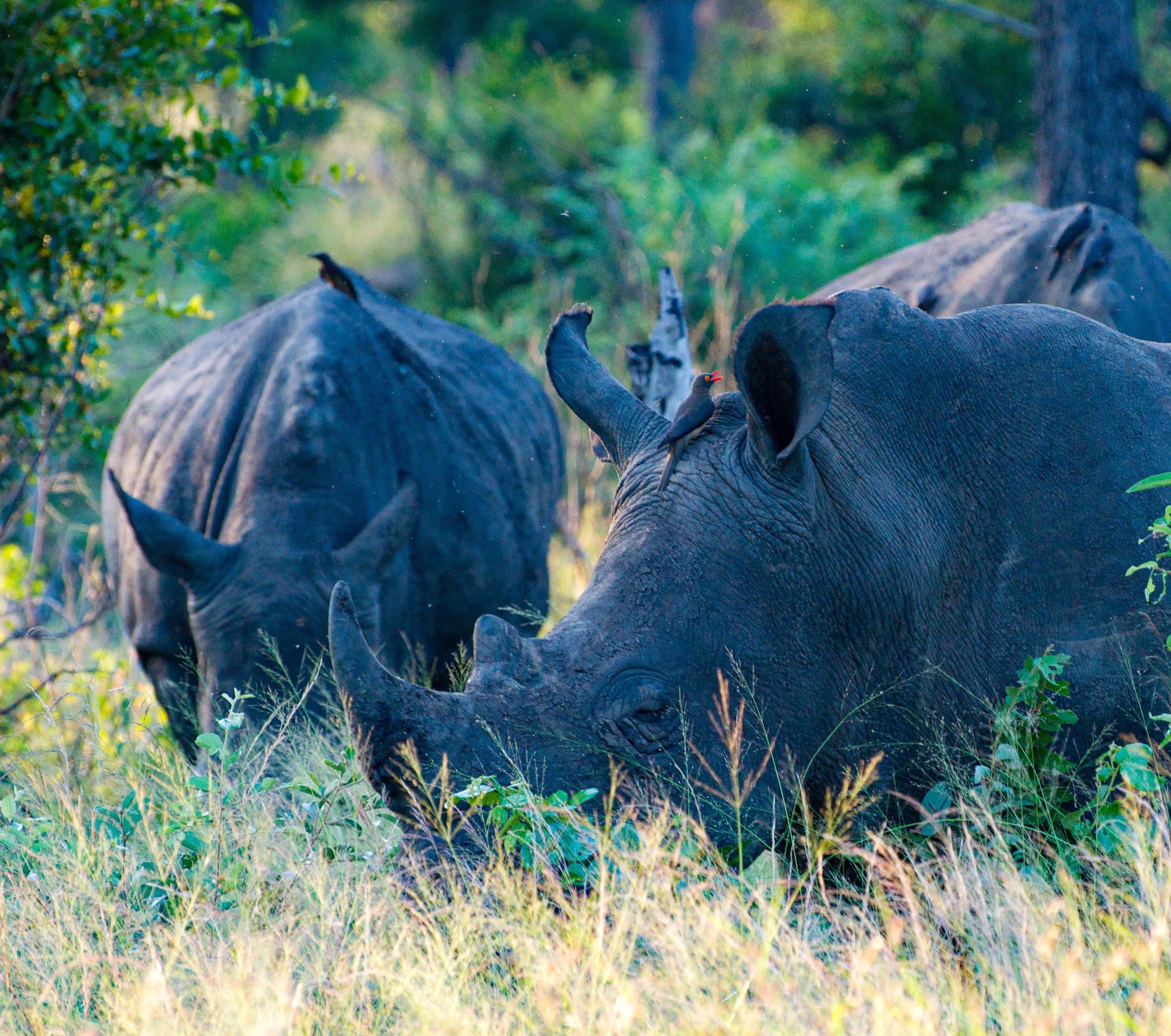 The Beauty of Rhinoceri. Gentle Giants on the Verge of… | by Erika ...