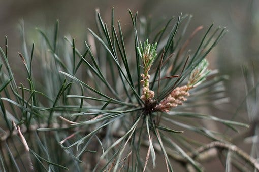 The only British pine. We are all very familiar with pine… | by UEA ...