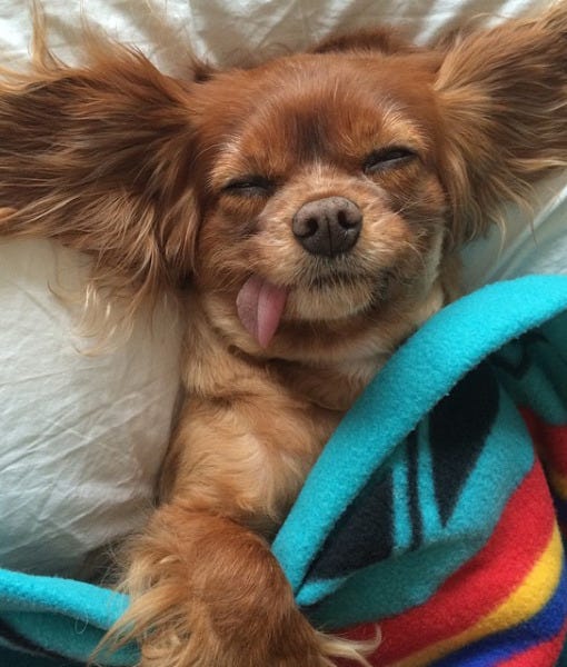 Toast’s Tale: An Interview with Instagram Sensation — @toastmeetsworld ...