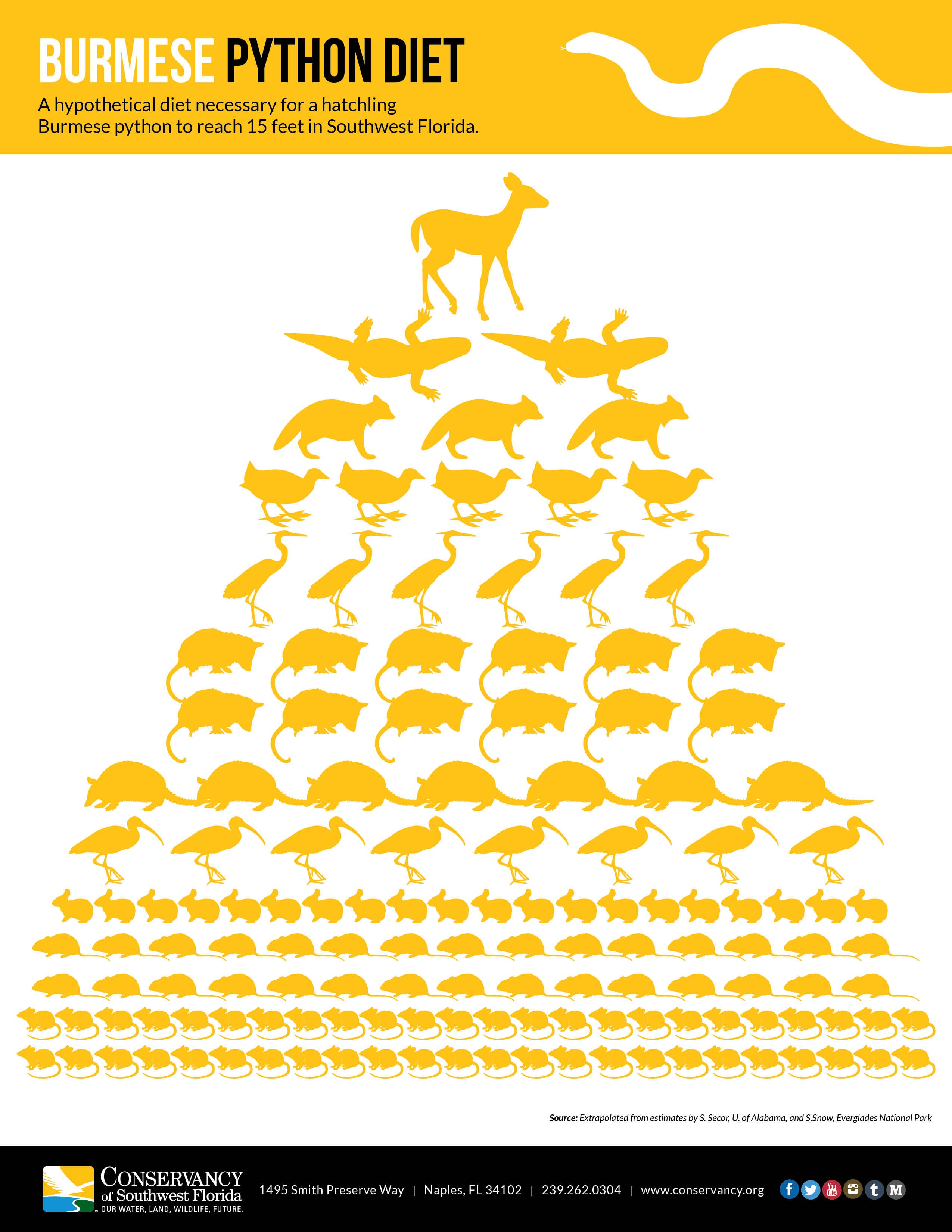 A ton of Burmese pythons removed in 90 days - Environmental Science ...