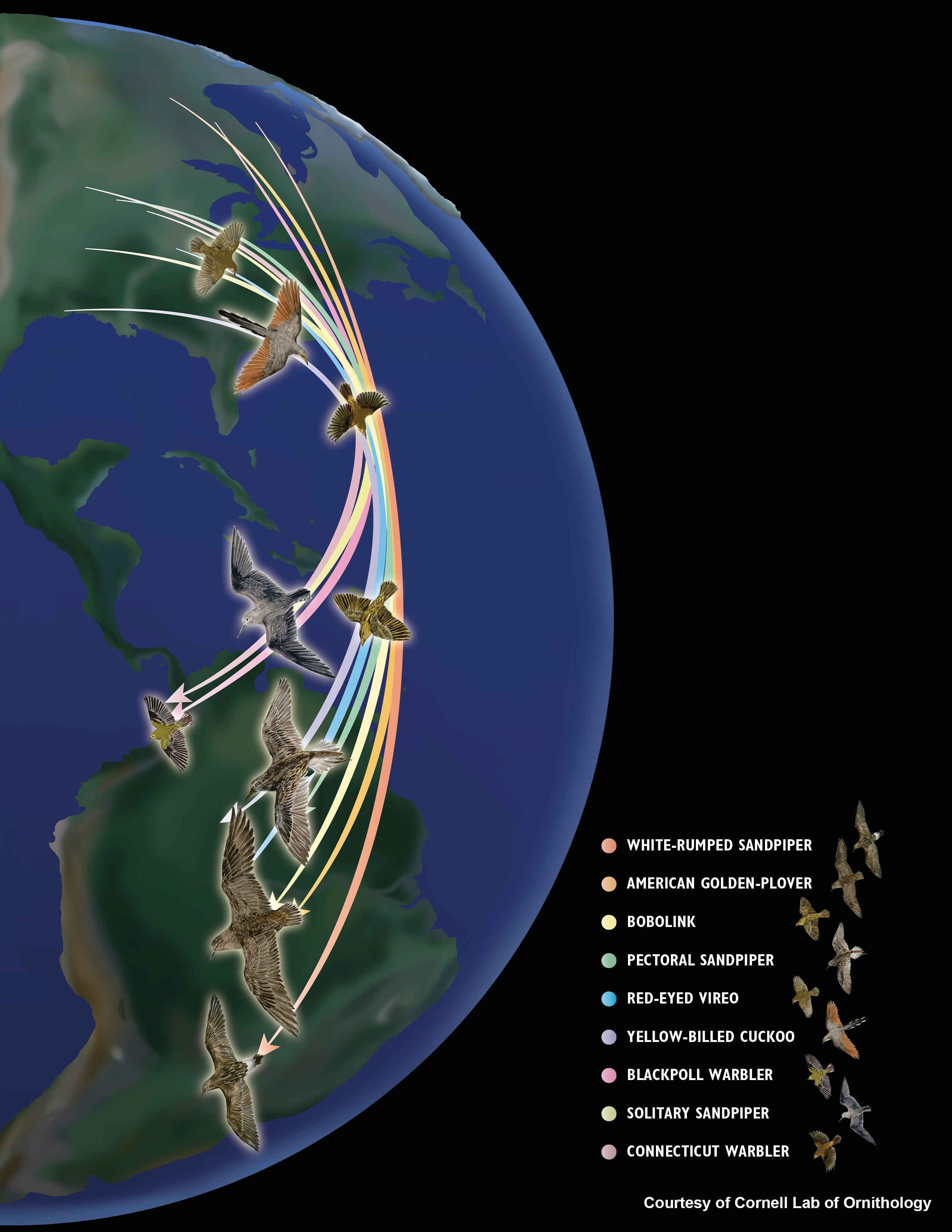 Citizen Science Reveals Annual Bird Migrations Across Continents