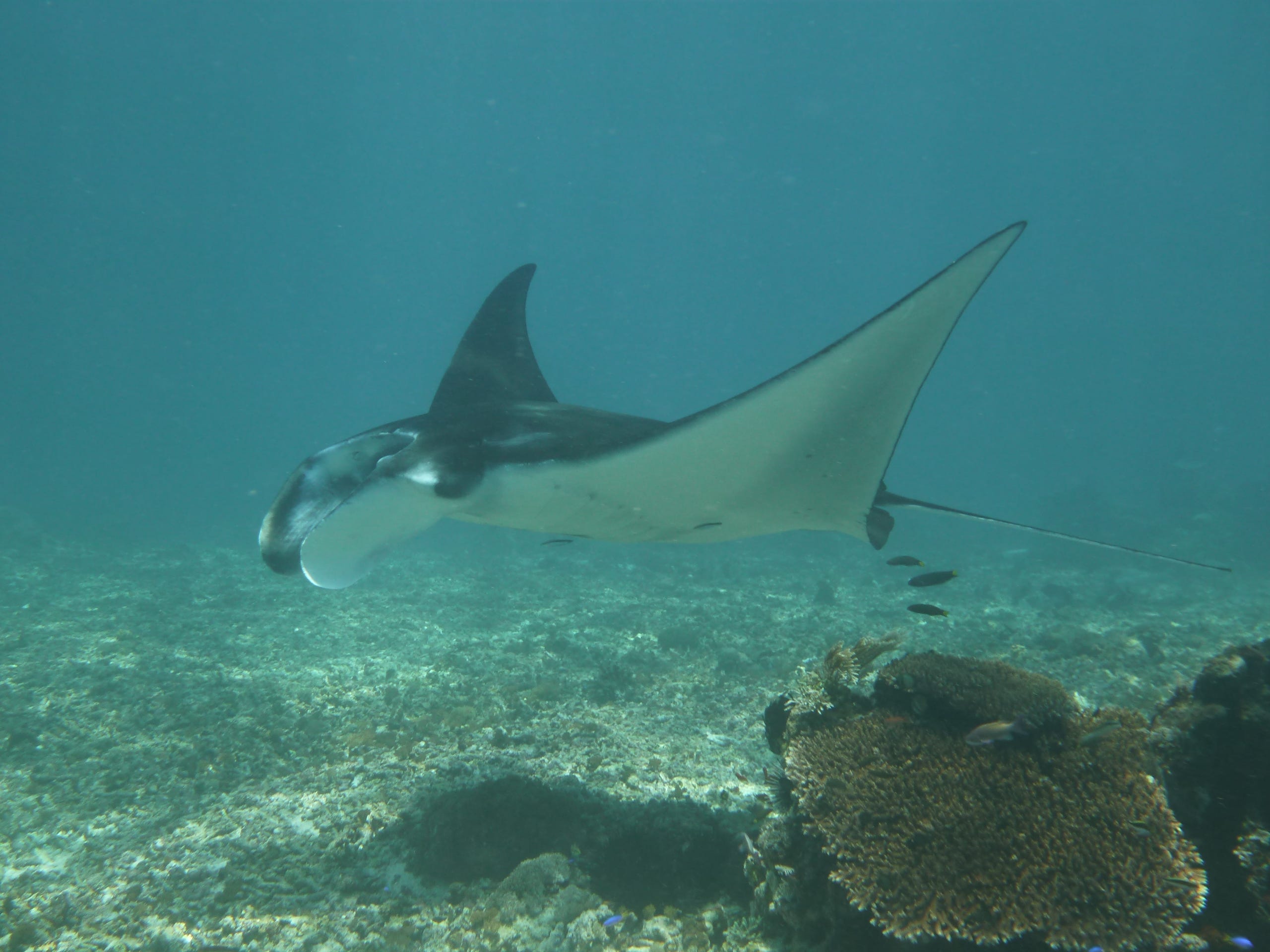 Species for Sale: Manta Ray. by Thomas Gomersall | by WWF HK | Panda ...
