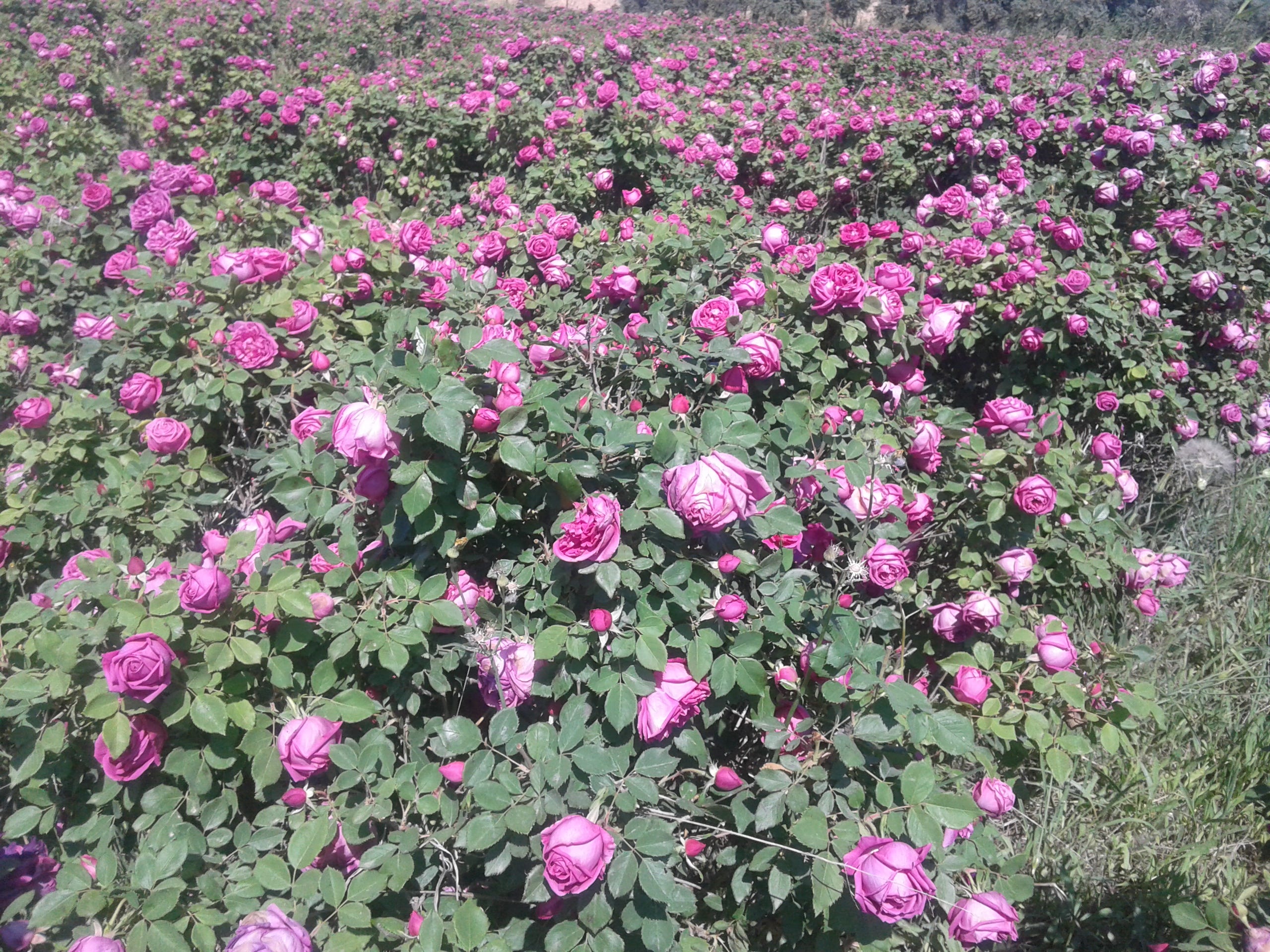 From Syria With Roses - Invironment - Medium