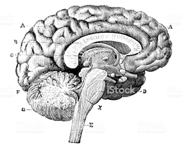 Discovering the brain, hands on.. I have always been a bit squeamish ...