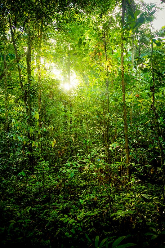 Amazon forest was burning….now what? | by GlenQ | Medium
