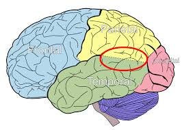 Guilt Brain vs Shame Brain: Your Inner Adult vs Your Inner Child | by ...