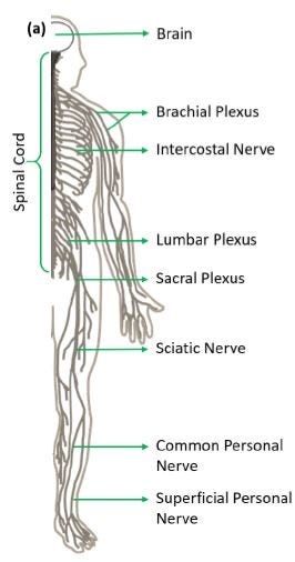 SpinalNet: Deep Neural Network with Gradual Input | by Ratnam Parikh | VisionWizard | Medium